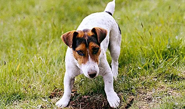 Bedlingtoni terjer | Rong